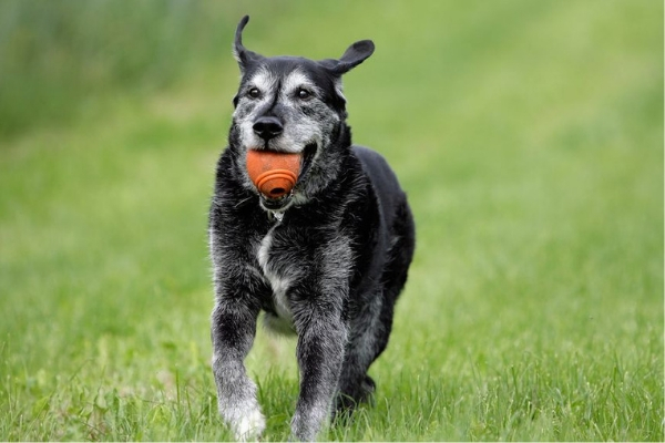 Senior pet month at ABVC - Keep your senior dog engaged