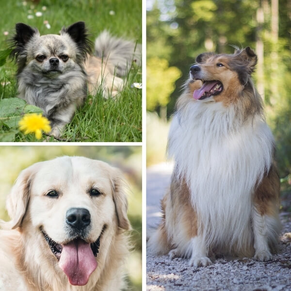 Sizes and Changes of Adult Dogs