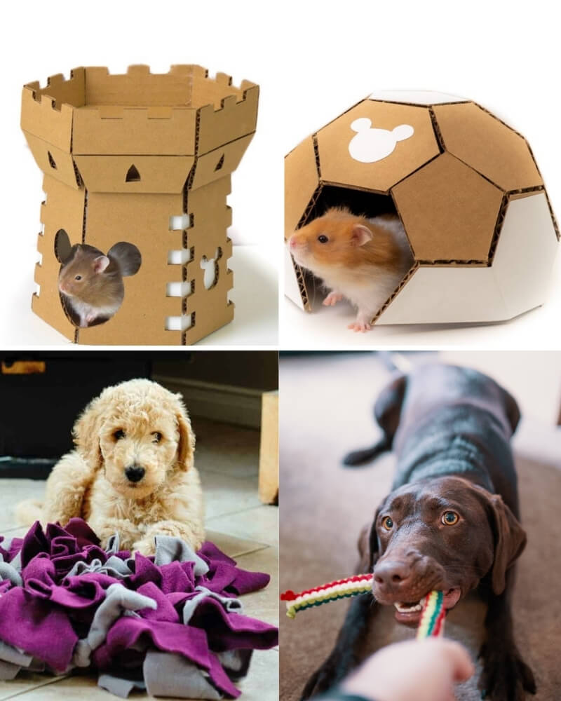 Indoor Games and Fun Activities with our Pet