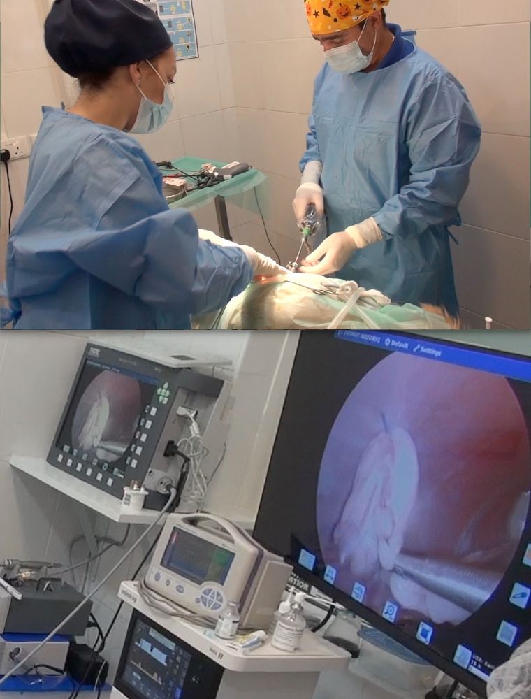 Laparoscopic Spaying of Dogs and Cats