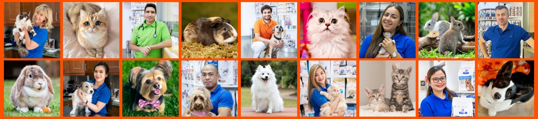 Veterinary Team in Dubai 24/7 For Your Pets | ABVC