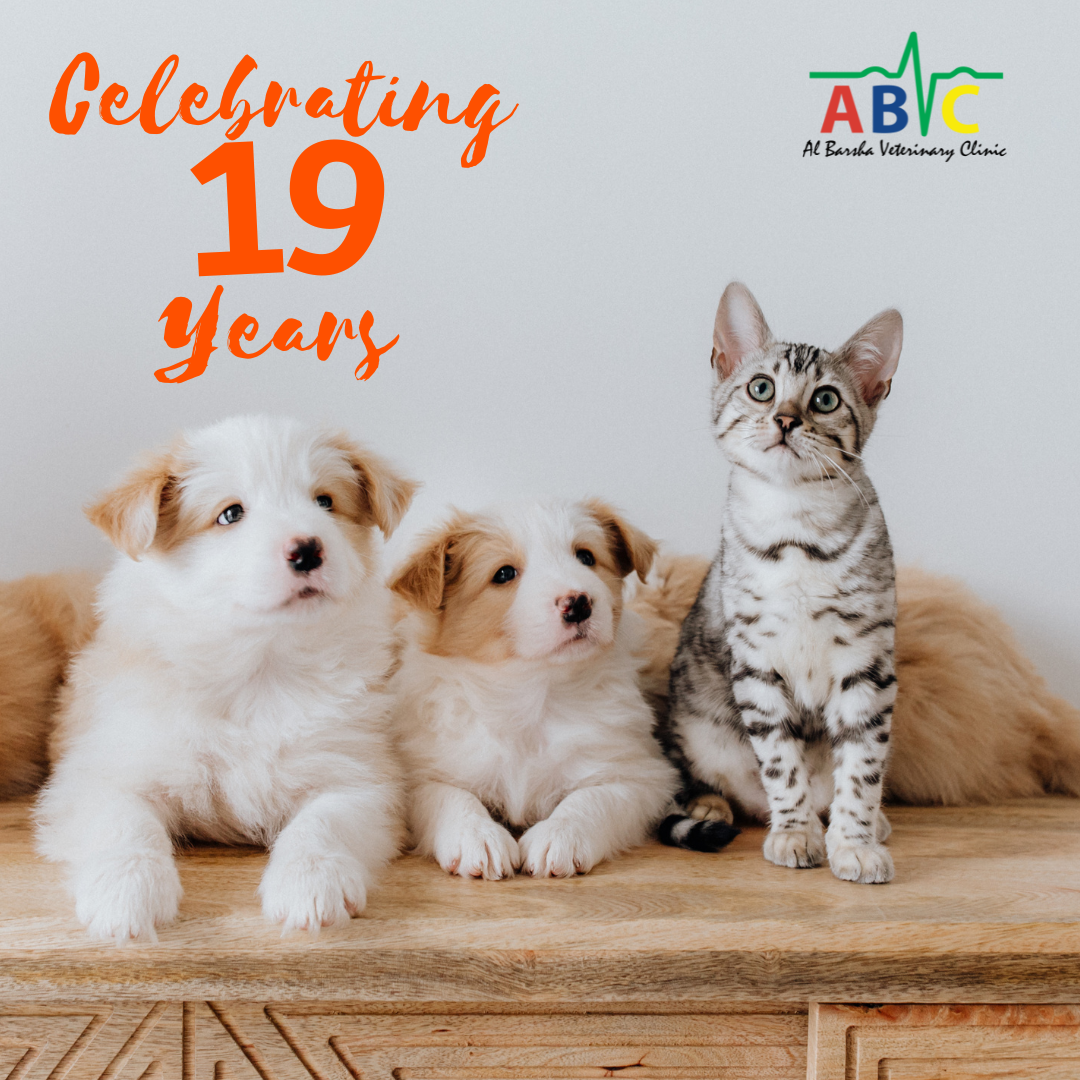ABVC Celebrates its 19 Years Anniversary