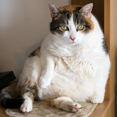 Tackling the Weighty Issue: Navigating Pet Obesity: A Comprehensive ...