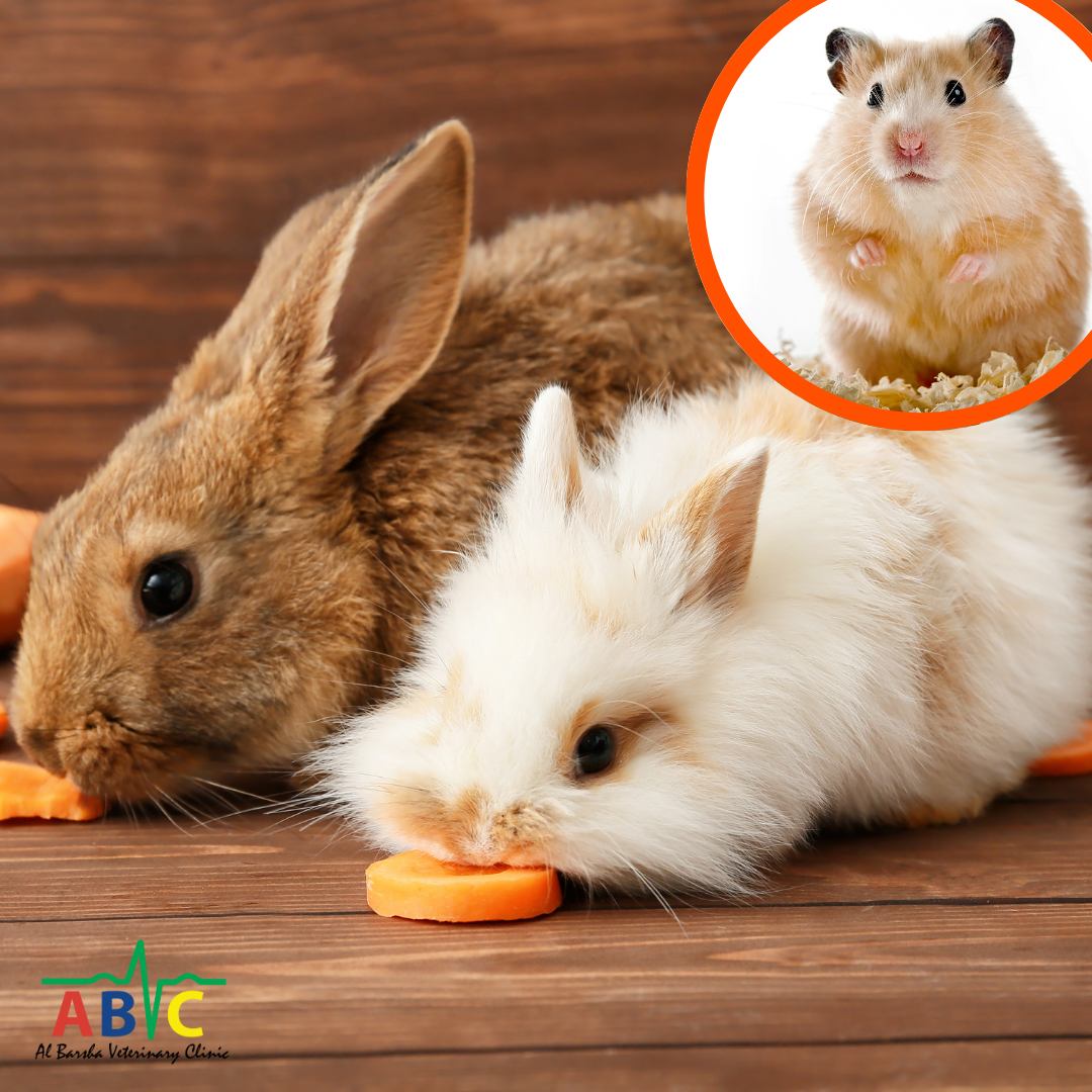 When Tiny Tummies Struggle: GI Issues in Rabbits and Rodents